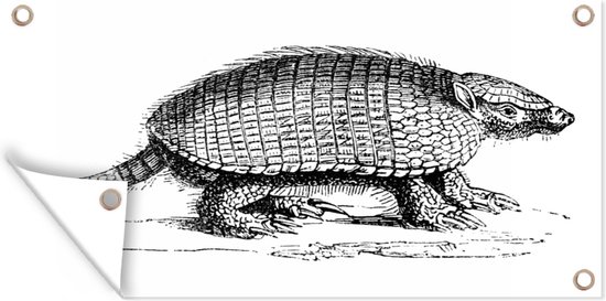 Schuttingposter een gordeldier - 200x100 cm - Tuindoek | bol.com