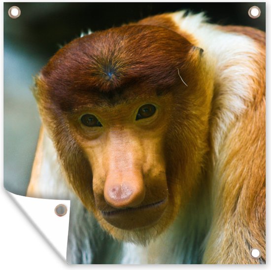 Tuin poster Een close-up van een neusaap met een onscherpe achtergrond ...