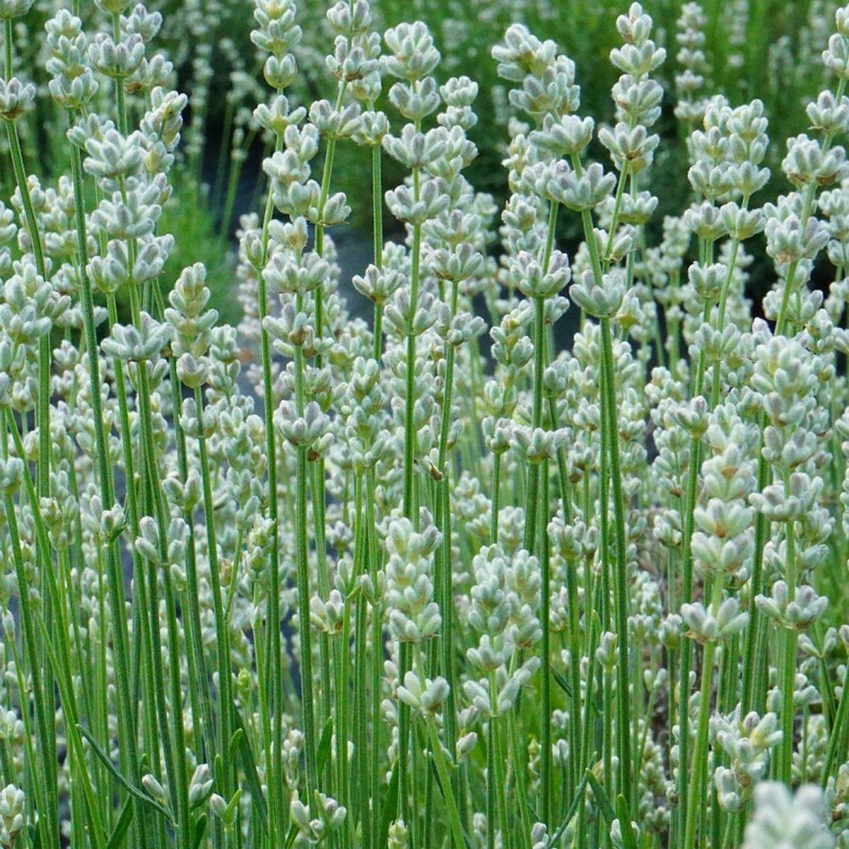 4 x Lavandula intermedia Edelweiss - Witte Lavendel in C2 pot met ...