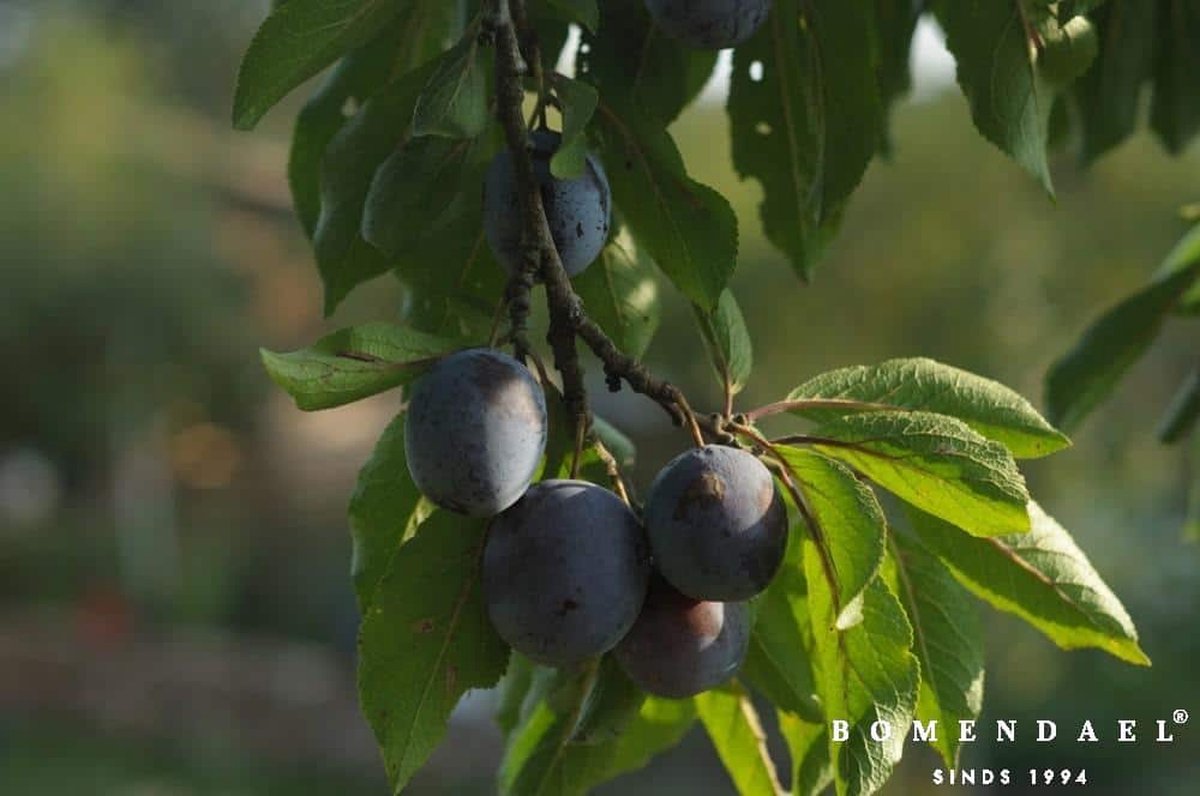 Grote Pruimenboom | Prunus domestica 'Czar' | Halfstam | 230 - 280 cm ...