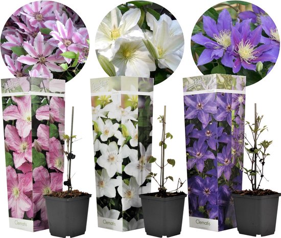 Plant in a Box - Mix van 3 Clematis - Clematis hybrid 'Mme Le Coultre ...