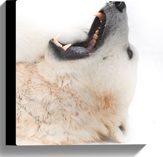 WallClassics - Canvas - Liggende IJsbeer met open Mond - 30x30 cm Foto ...