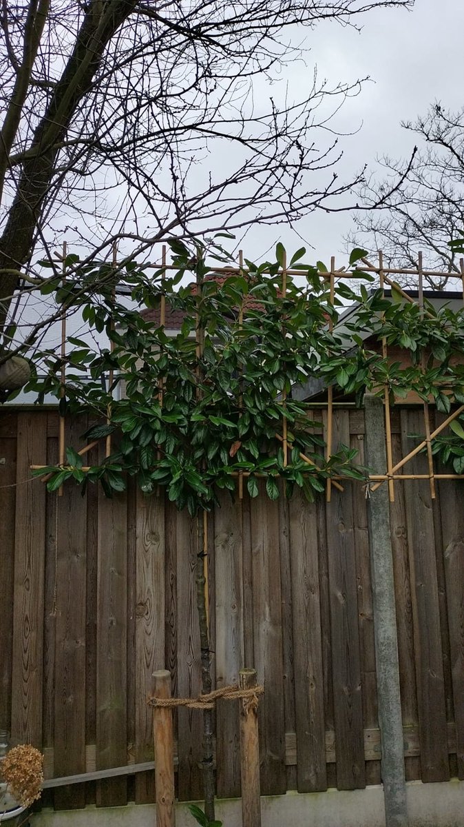 Leilaurier | Leilaurierkers | Stamomtrek: 8-10 cm | Stamhoogte: 150 cm ...