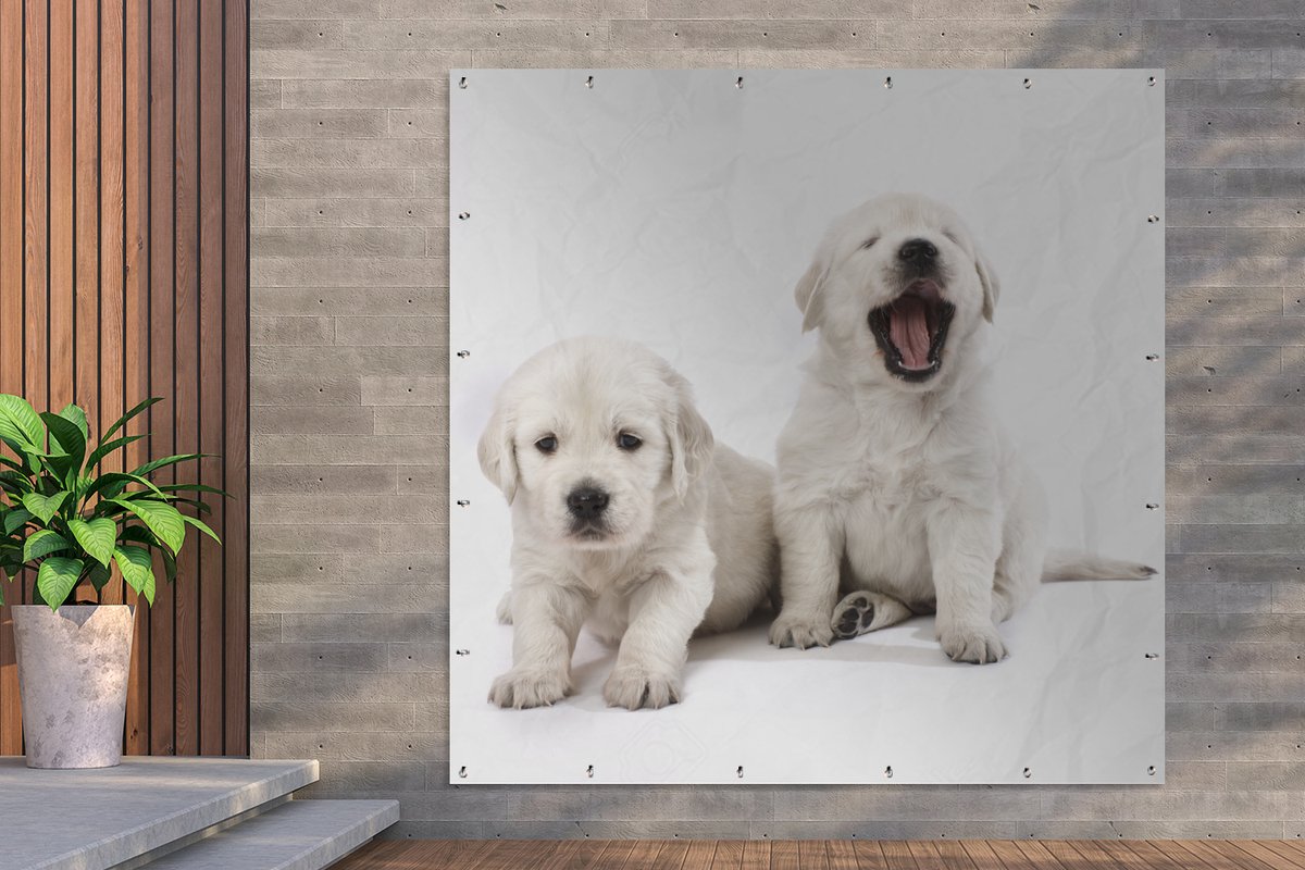 Tuin poster Portret van Golden Retriever puppy's - 200x200 cm | bol.com