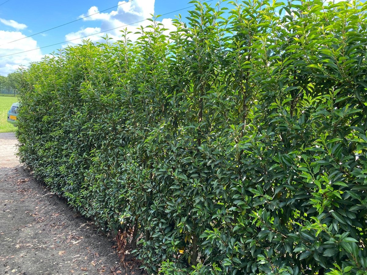 Portugese laurier – Prunus lustanica ‘Angustifolia’ | Hoogte 150 cm ...