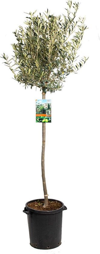 Olijfboom op stam | Olea Europaea - Buitenplant in kwekerspot ⌀40 cm ...