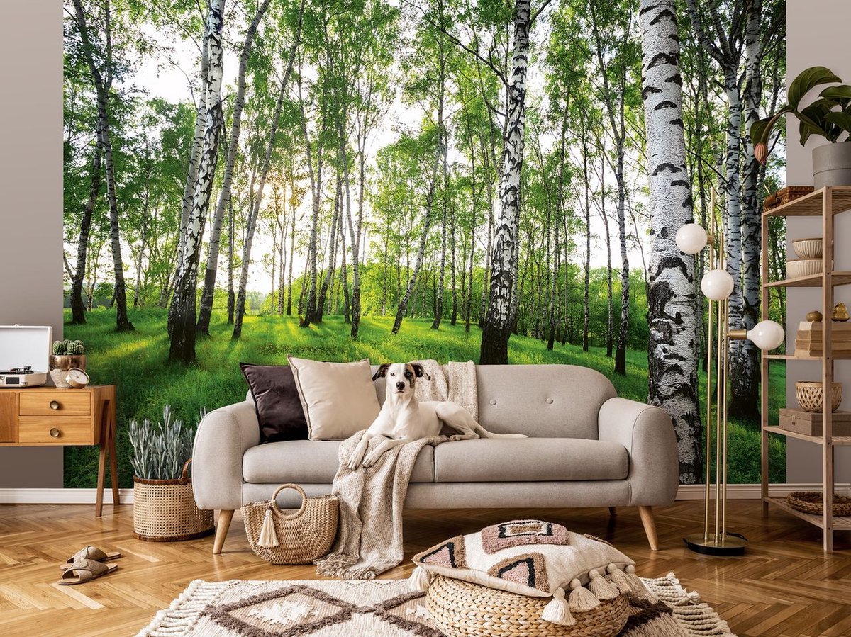 Fotobehang - Vlies Behang - Zonneschijn in het Berkenbos - Berkenbomen ...