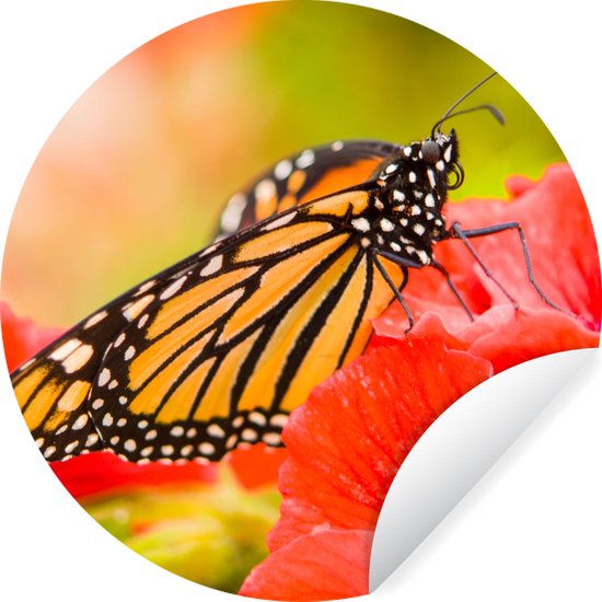 WallCircle - Muurstickers - Behangcirkel - Bloemen - Vlinders - Monarch - 120x120 cm -... | bol.com