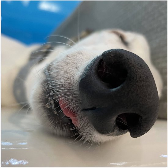 Poster (Mat) - Close-up van Zwarte Neus van Lichtbruine Slapende Hond ...