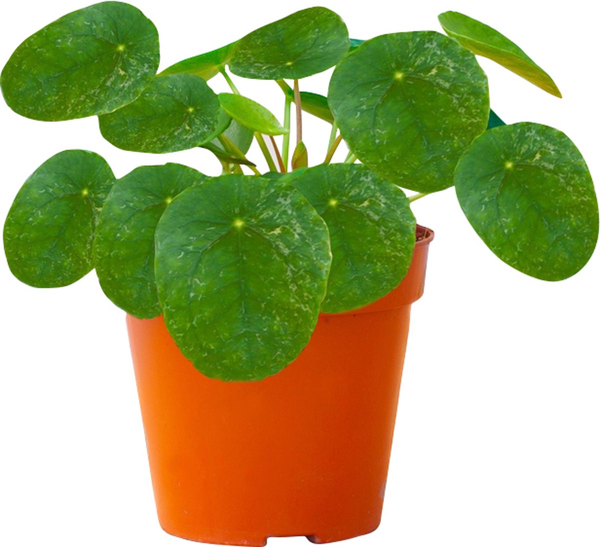 PLNTS - Pilea Peperomioides Sugar® (Pannenkoekenplant) - Kamerplant ...