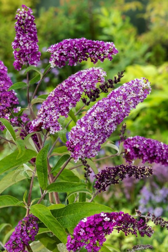 Buddleja davidii Berries & Cream C3 50-60 cm | bol