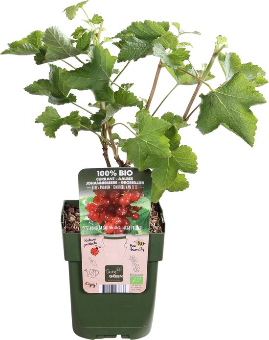 Bessenplant – Rode Bes (Ribes rubrum Jonkheer van Tets) – Hoogte: 45 cm ...