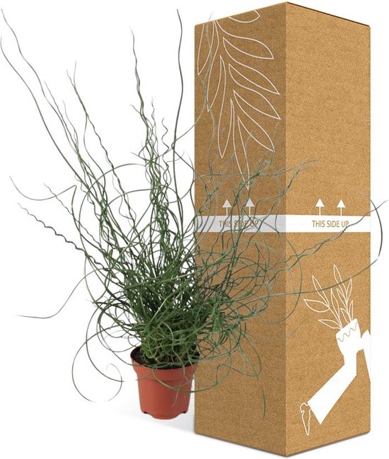 Grassen en bodembedekkers – Pitrus (Juncus Effusus Spiralis) – Hoogte ...