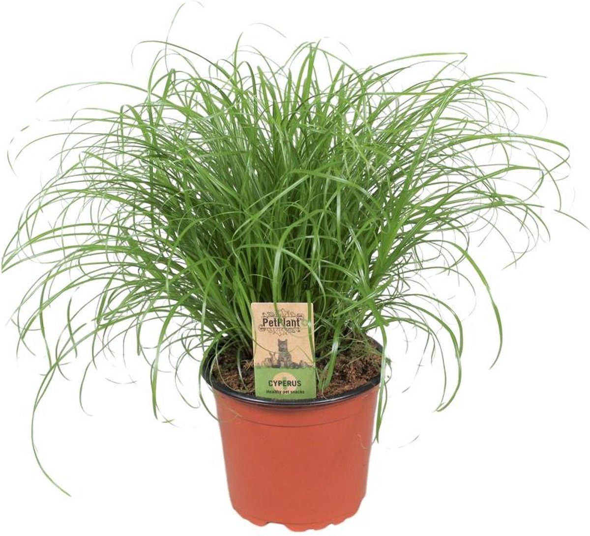 Grassen en bodembedekkers – Kattengras (Cyperus Alternifolius Zumula ...