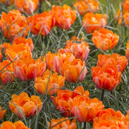 Tulp Orange Princess | 30 stuks | Dubbel laat | Oranje | Rood | bol