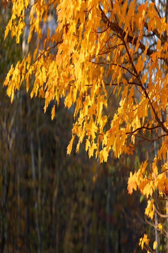 Sarah's sweet poems (ebook), gray sarah | 9783695212743 | Boeken | bol