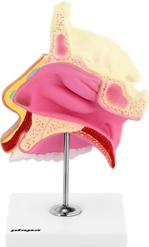 physa Anatomiemodel - Neusholte - levensgroot | bol