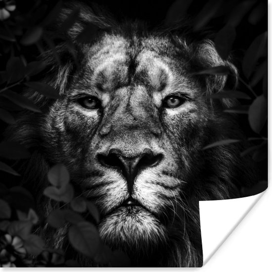 Poster Leeuw - Dieren - Jungle - Zwart - Wit - 50x50 cm | bol