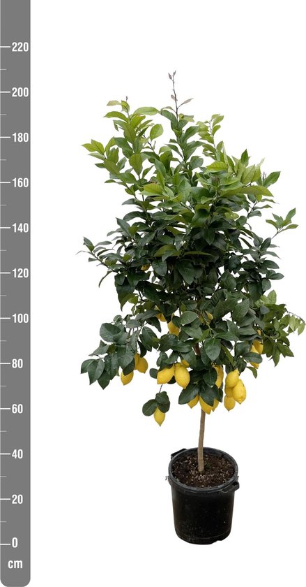 NatureNest - Limoenboom - Citrus Lemon - 1 Stuk - 200 - 210cm | bol