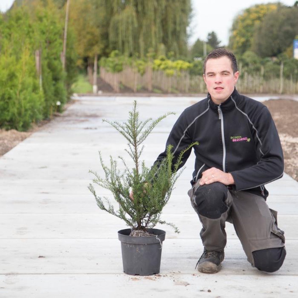 Taxushaag - Taxus baccata’ per twee meter (5 stuks) 60 - 80 cm ...