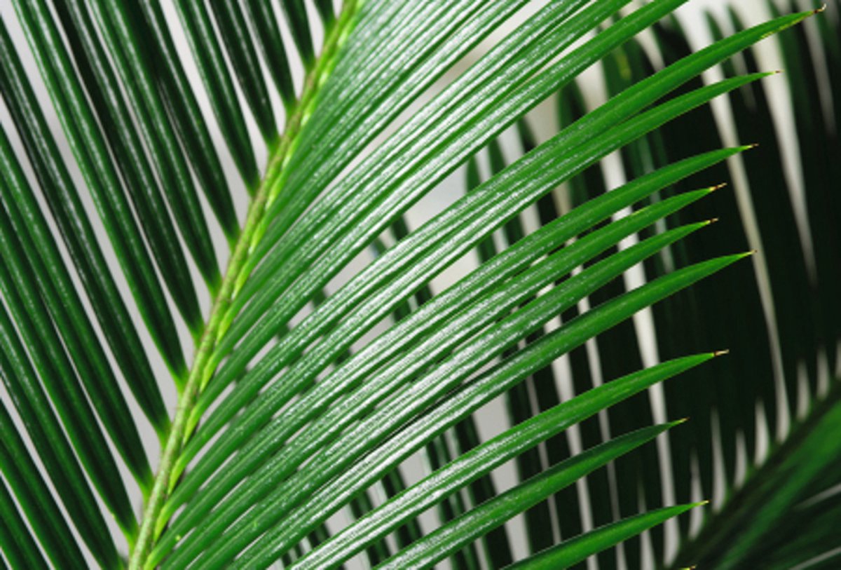 Cycas Revoluta Palmbomen – Set van 2 Palmen – Voor Binnen en Buiten ...