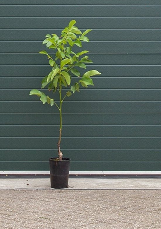 Walnotenboom met rood vruchtvlees Juglans r. Rote Donaunuss h 100 c ...