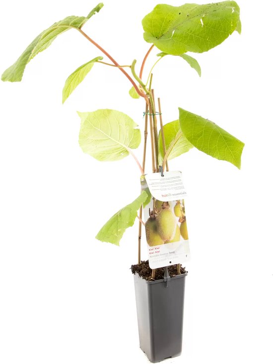 Kiwiplant - Kiwi Actinidia chinensis 'Jenny' - fruitstruik ...