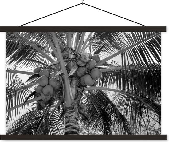 De zon verlicht de kokosnoten in een boom op Coron Island - zwart wit ...