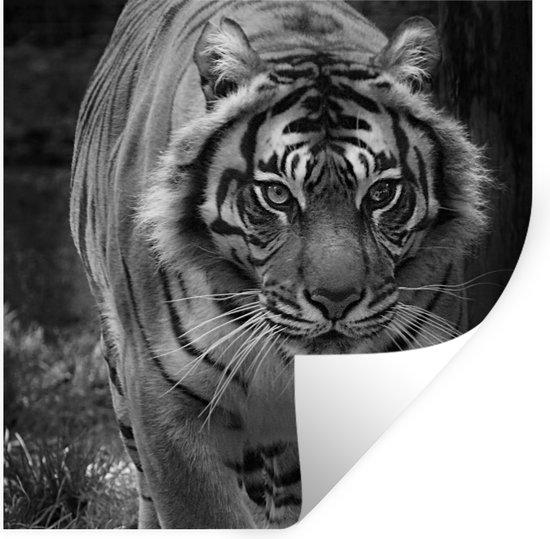 Muurstickers - Sticker Folie - Tijger - Gras - Wilde dieren - 80x80 cm - Plakfolie -... | bol