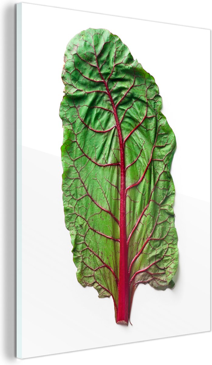 Une grande feuille de bette à carde avec veines rouges Plexiglas 30x40 ...