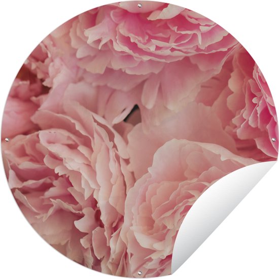 Cercle de jardin Vue de dessus d'un bouquet de pivoines roses - 150x150 ...