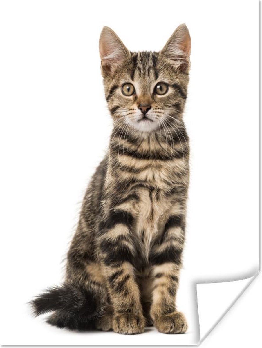 Poster Kitten - Poseren - Wit - Bruin - Meisjes - Kinderen - Jongens ...