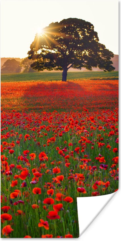 Poster Een Klaprozen veld met twee grote bomen - 75x150 cm | bol.com