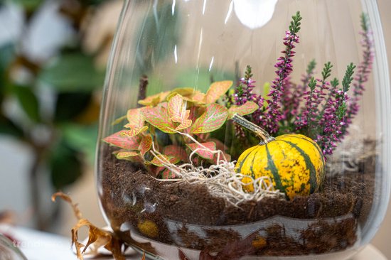 Emma Autumn - Herfst plantenterrarium met herfst decoratie - DIY-kit - Ø 23 cm ↑ 25 cm | bol