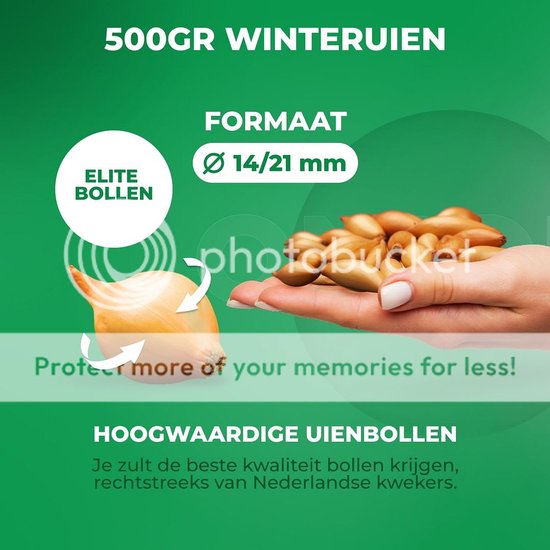 Ui plant - Uibollen - Senshyu Yellow - Bloembollen - 500 gram - Rood ...