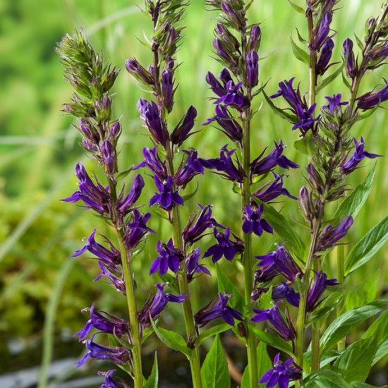 Plants Online - Tuinplanten - Vaste planten - Set van 5 - Lobelia ...