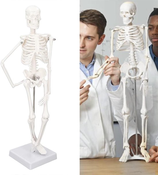 Allecto plus - Mini Anatomisch Skelet Model 45 cm PVC Full Body ...