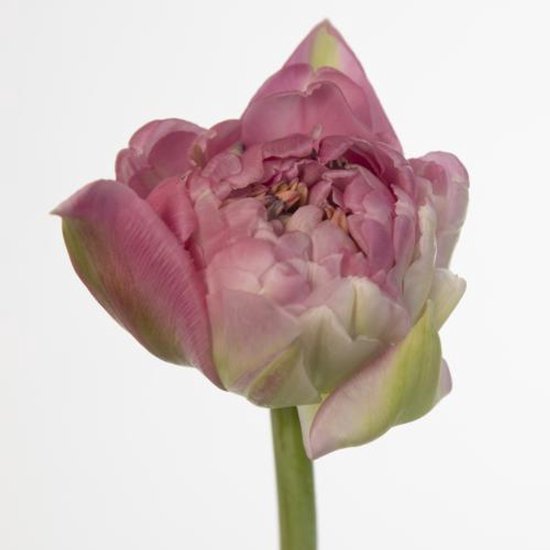 50x Tulipa dressing 40cm | bol