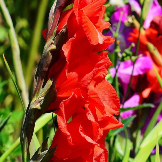 Plant in a Box - Bollen uit Holland - 125 stuks - Bloembollen - Mix met ...
