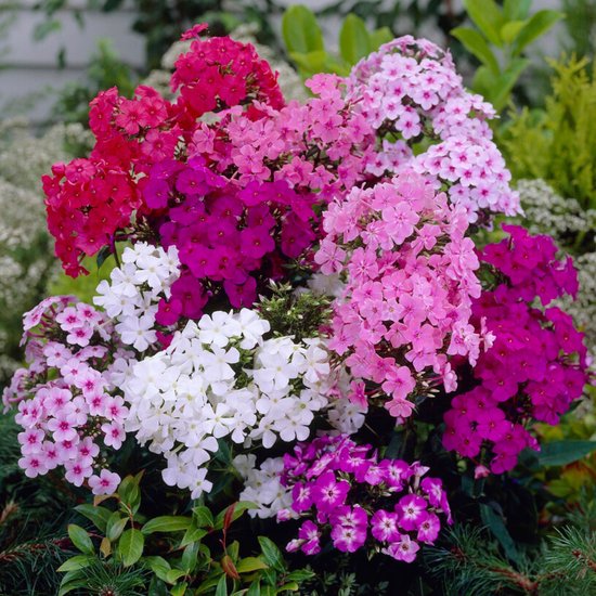 Phlox Mix - Vlammenbloem | bol