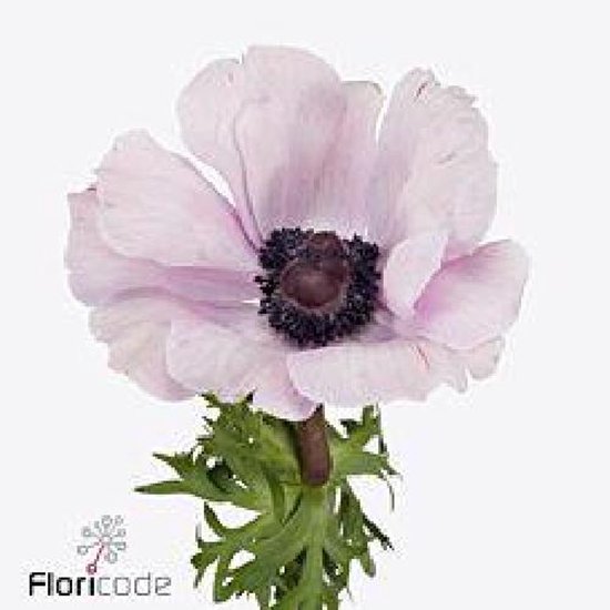 100x Anemoon mistral plus rarity 40cm | bol