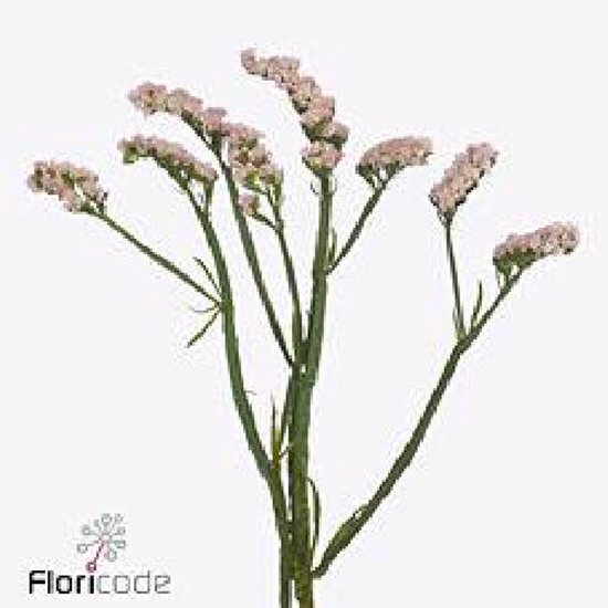 DutchFlowers - Boeket - 25x Limonium apricot sun birds 80cm | bol