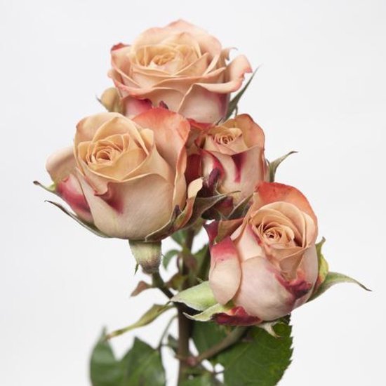 10x Rosa cappuccino 40cm | bol