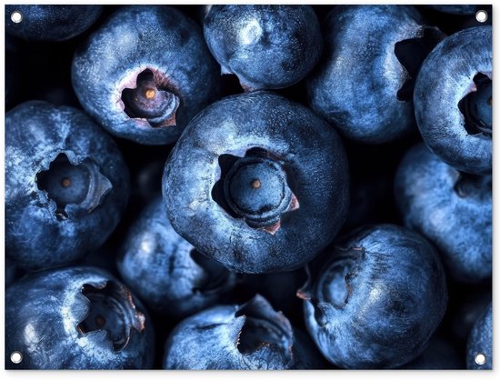 Tuinposter 80x60 cm - Tuindecoratie Bessen - Blauw - Fruit - Poster ...