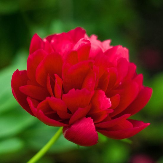 Pioenroos Red Magic - Paeonia | bol