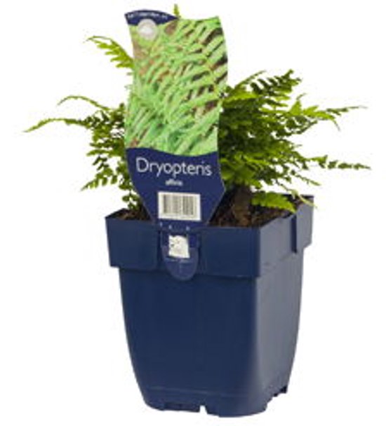 Griffioen - Dryopteris affinis | bol