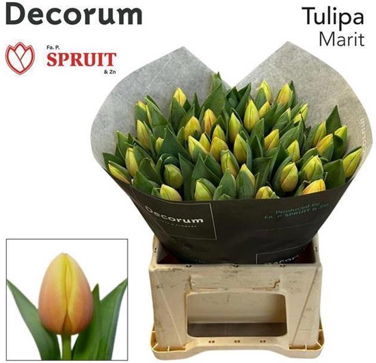 DutchFlowers - Boeket - 50x Tulipa marit 40cm | bol