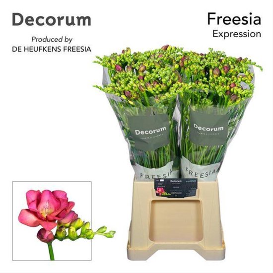 DutchFlowers - Boeket - 20x Po - freesia expression 50cm | bol