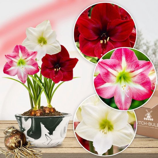 Amaryllis Bol - Budget Mix - Bloembollen - 3 stuks - Meerkleurig ...