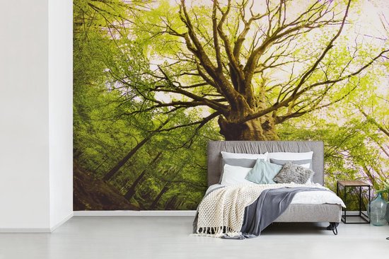 Behang - Fotobehang Takken van een beukenboom - Breedte 450 cm x hoogte ...